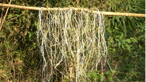 Primitive Skills: Piston Bellows (Fuigo) - primitiveskills