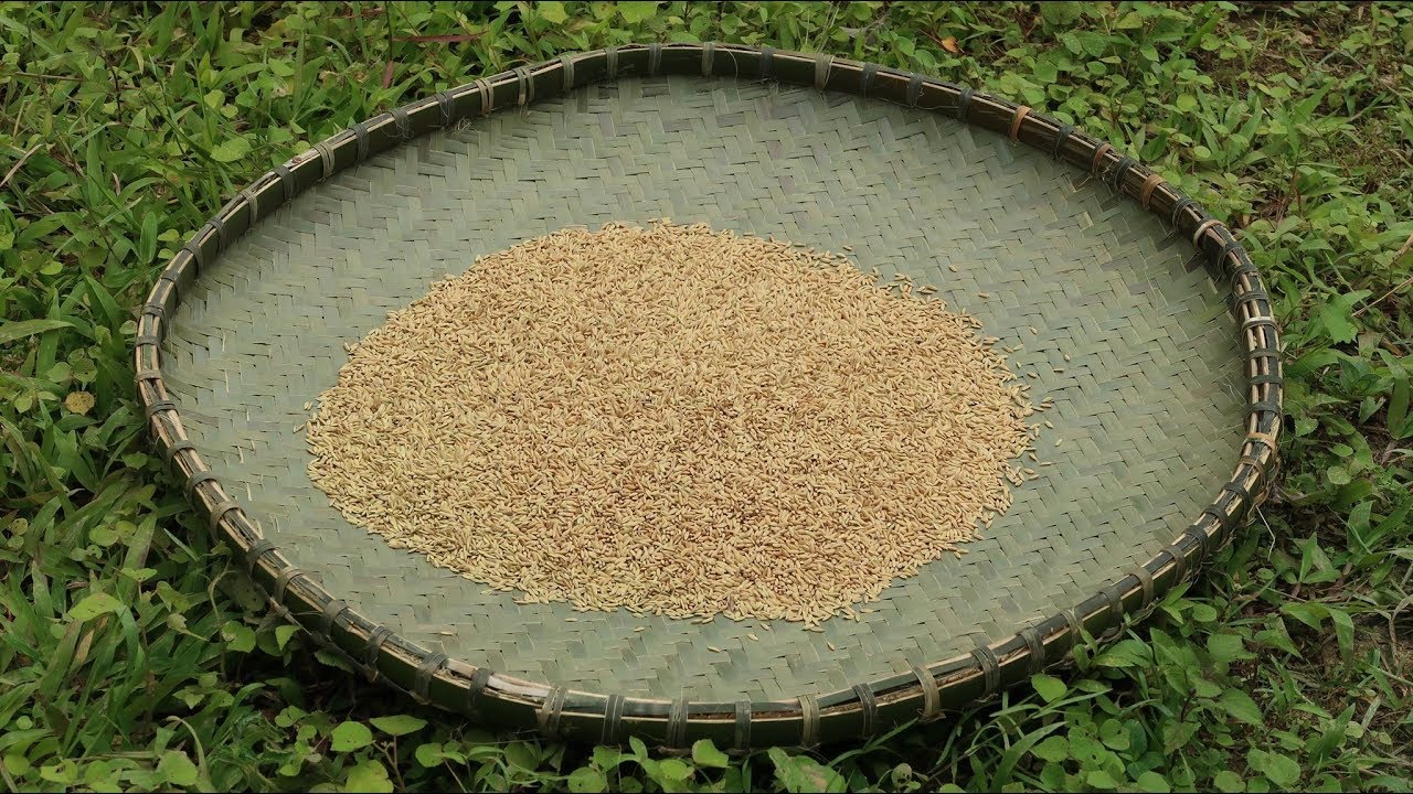 Growing rice part 1: Search for rice varieties, weave a sieve ...